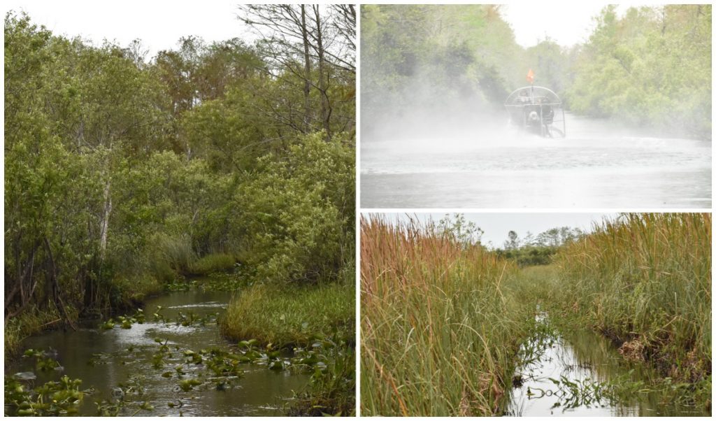 Explore the Everglades with Down South Airboat Tours - My Four and More