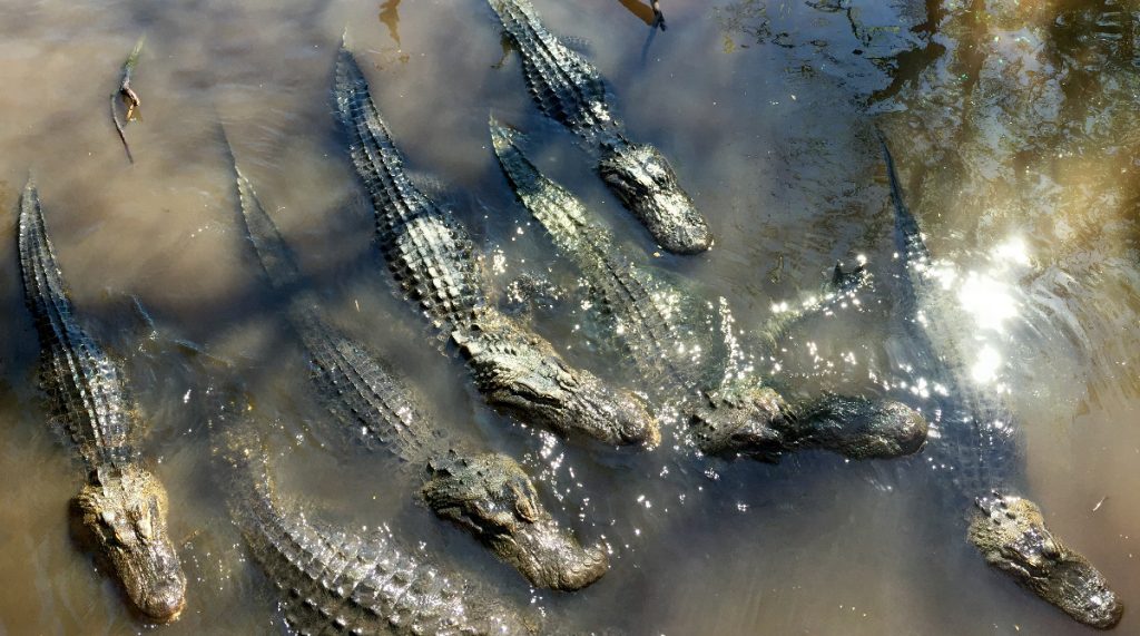 Experience Alligators Close Up at Gatorland - My Four and More